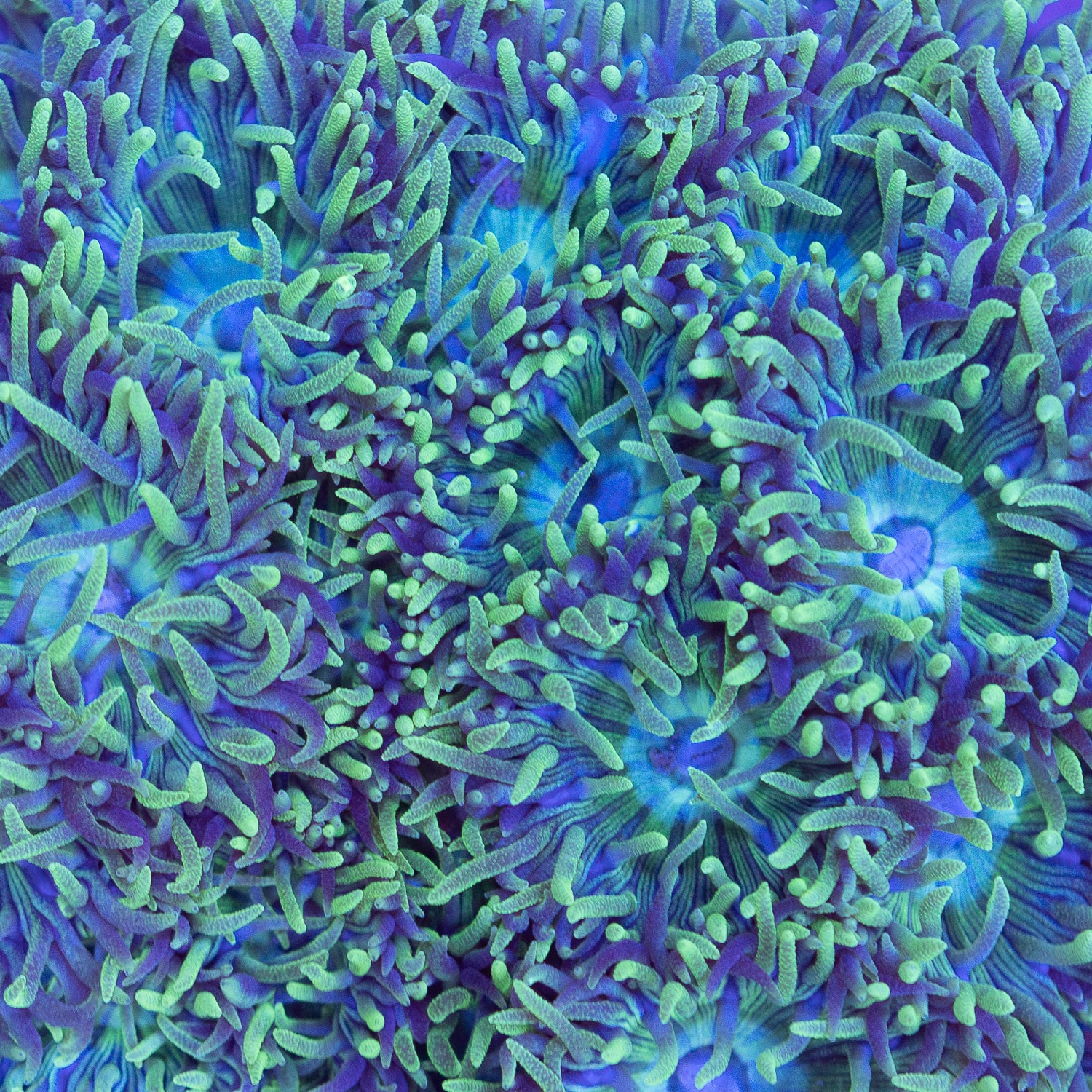 Daisy — Ocean Reefs Marine Aquariums