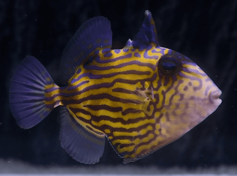 Triggerfish — Ocean Reefs Marine Aquariums