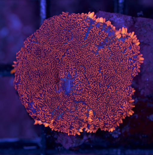 Morphs — Ocean Reefs Marine Aquariums