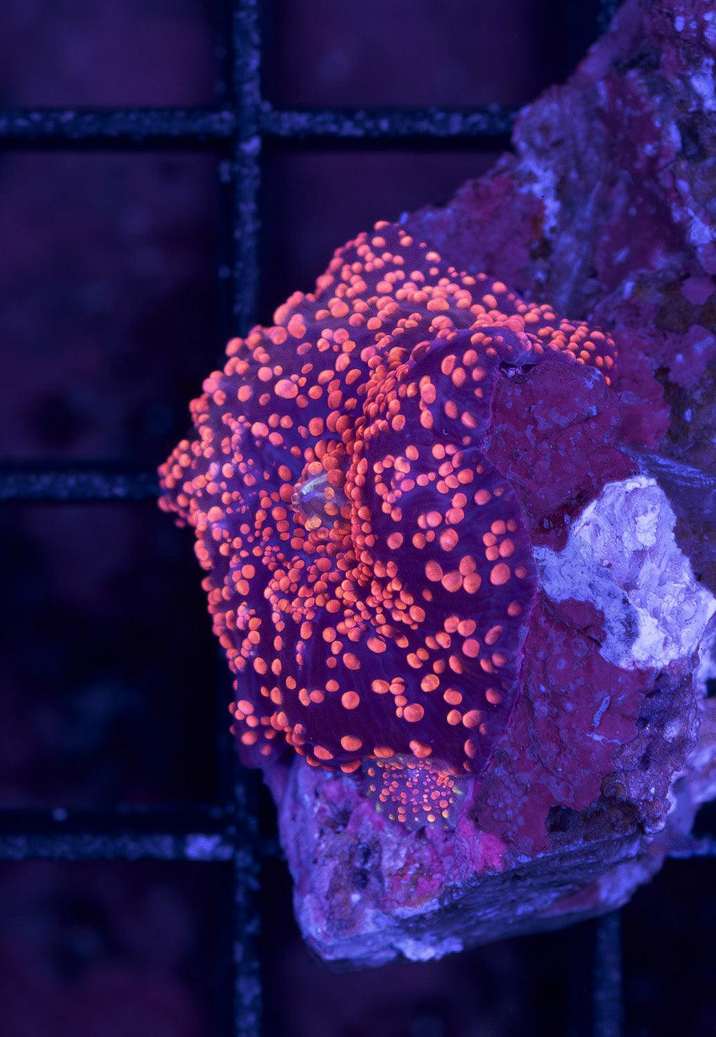 Morphs — Ocean Reefs Marine Aquariums