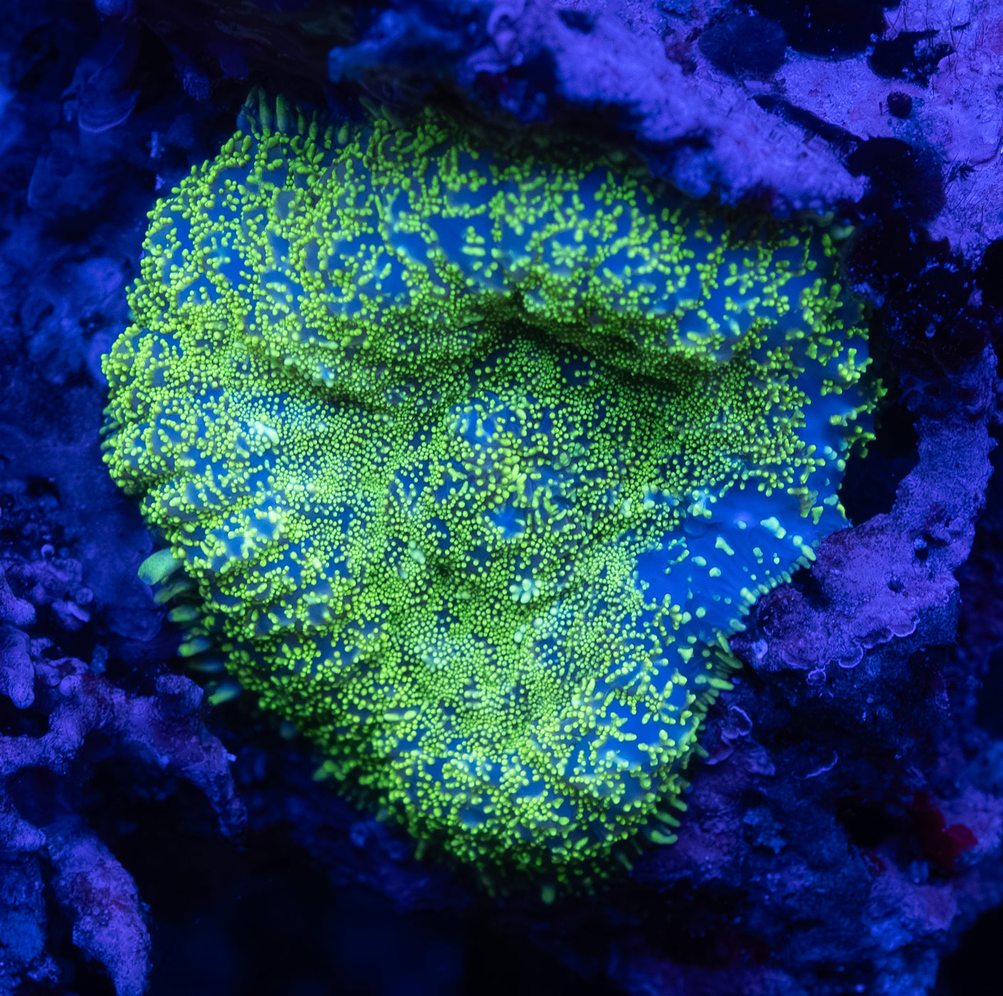 QLD Green Speckled Morph | Ocean Reefs Marine Aquariums