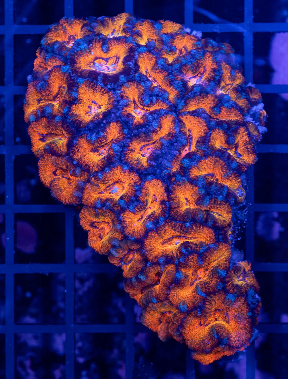 Orange Acan — Ocean Reefs Marine Aquariums