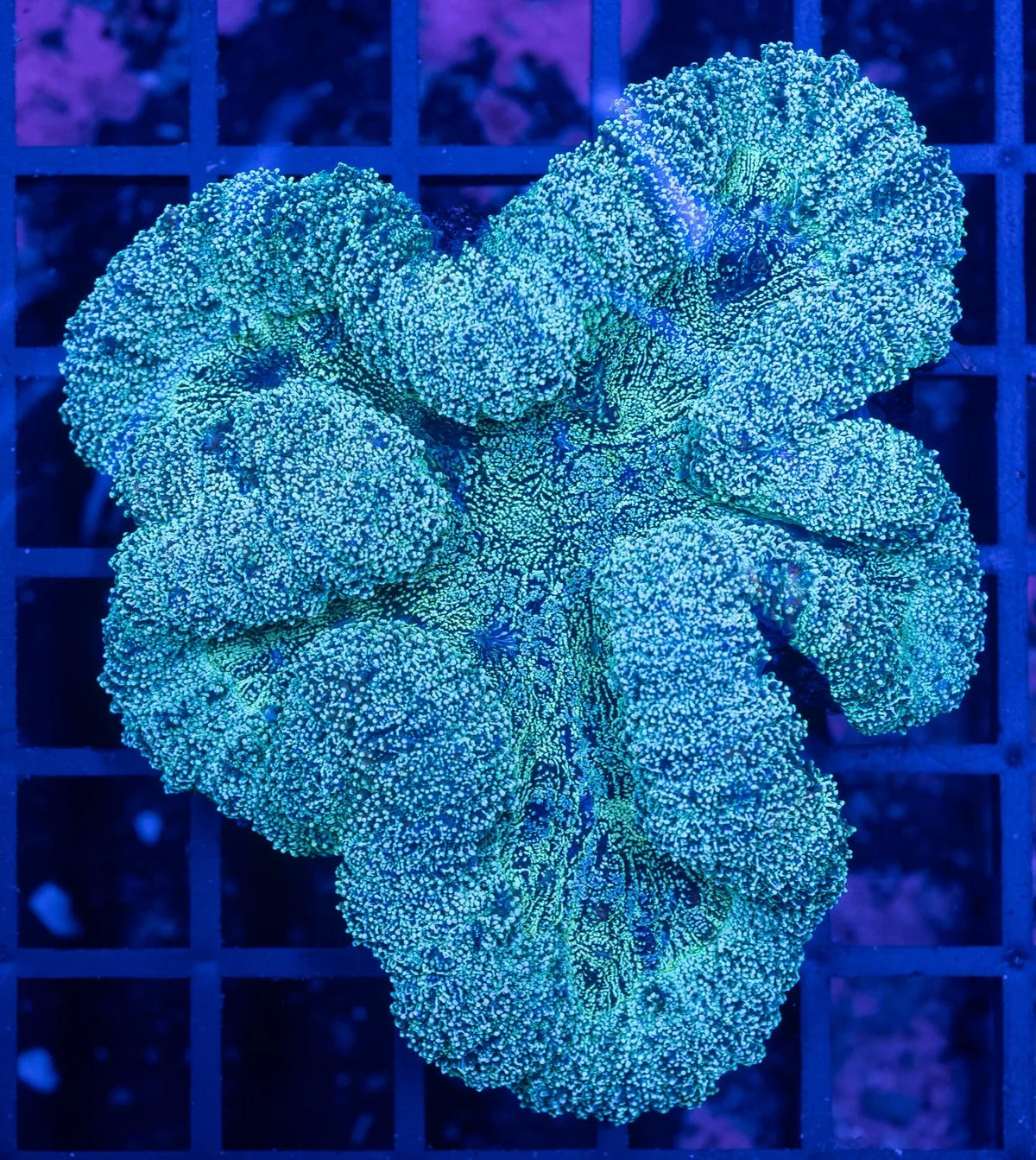 Teal Lobo — Ocean Reefs Marine Aquariums