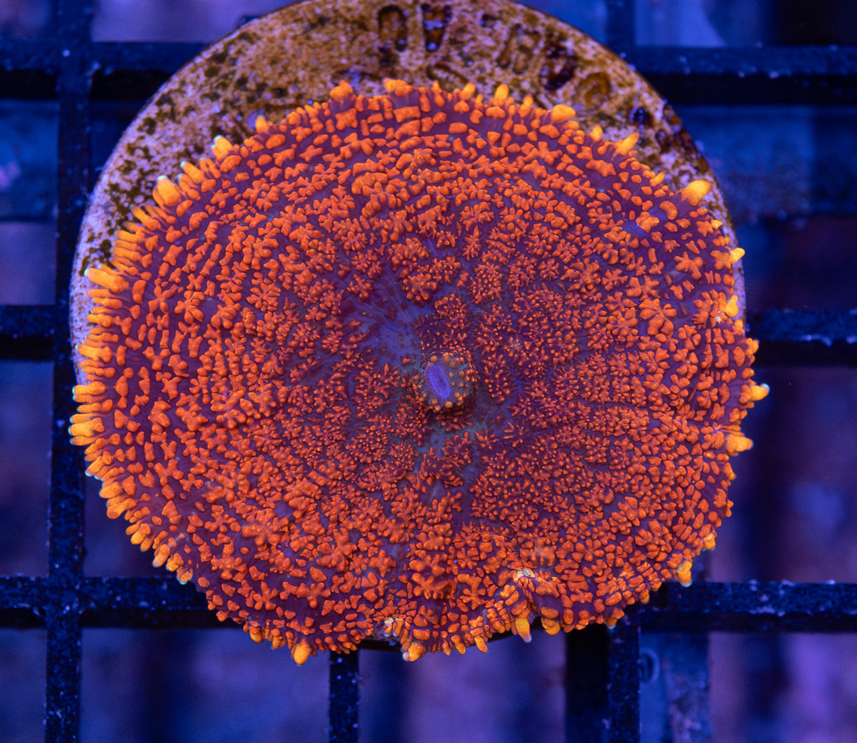 Rusty Morph — Ocean Reefs Marine Aquariums