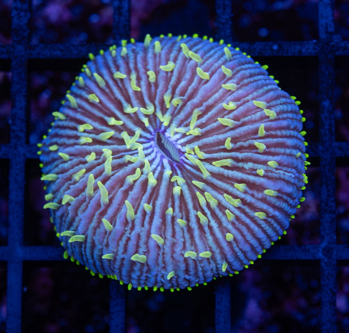 Ultra Green Polyp Fungia — Ocean Reefs Marine Aquariums
