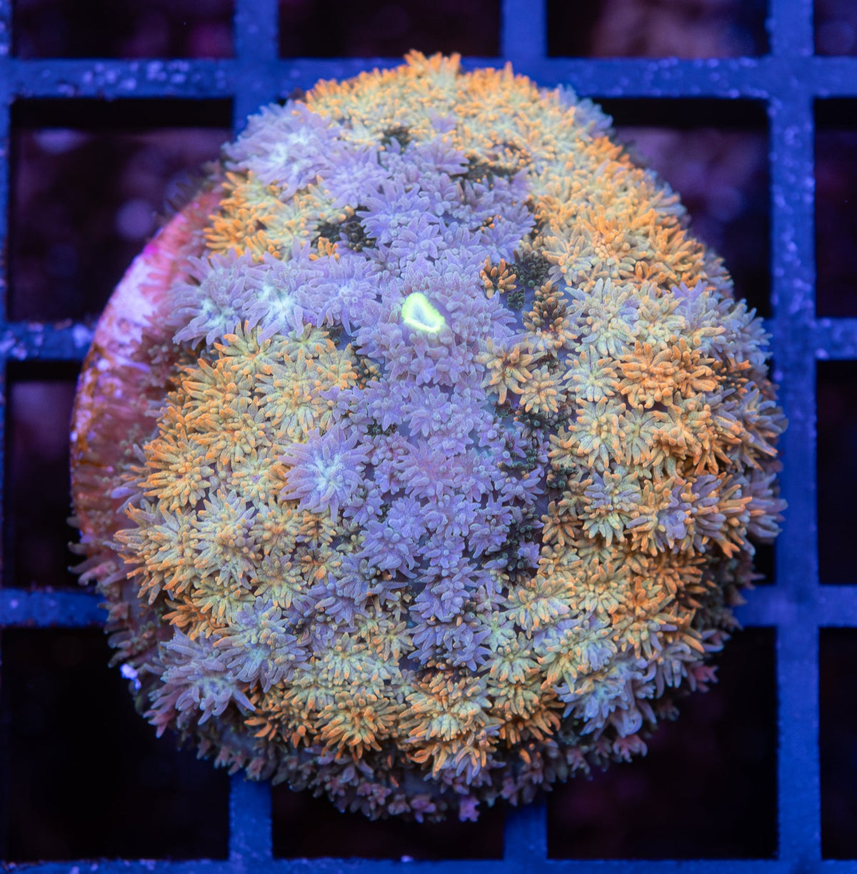 Ultra Forest Fire Rhodactis — Ocean Reefs Marine Aquariums
