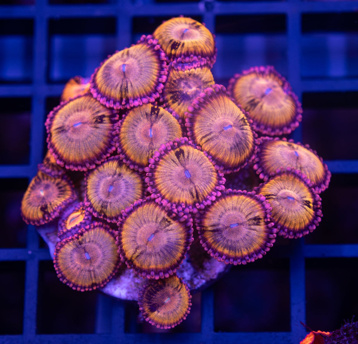 Sakura Sunrise — Ocean Reefs Marine Aquariums