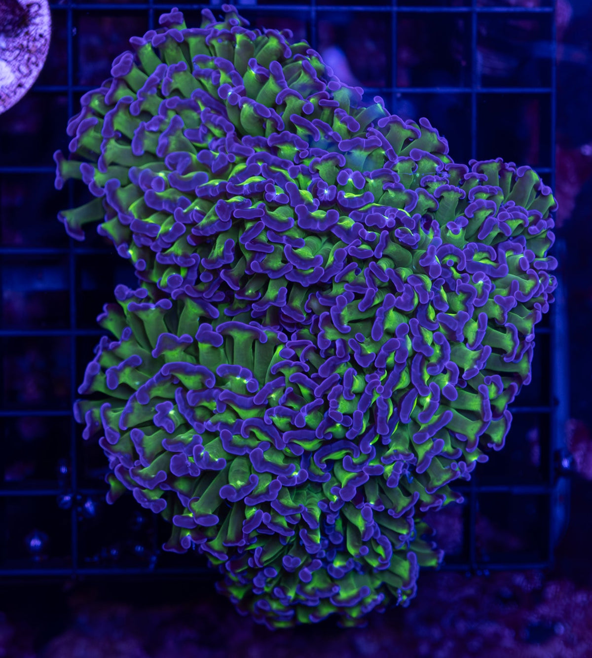 Reverse Hammer — Ocean Reefs Marine Aquariums