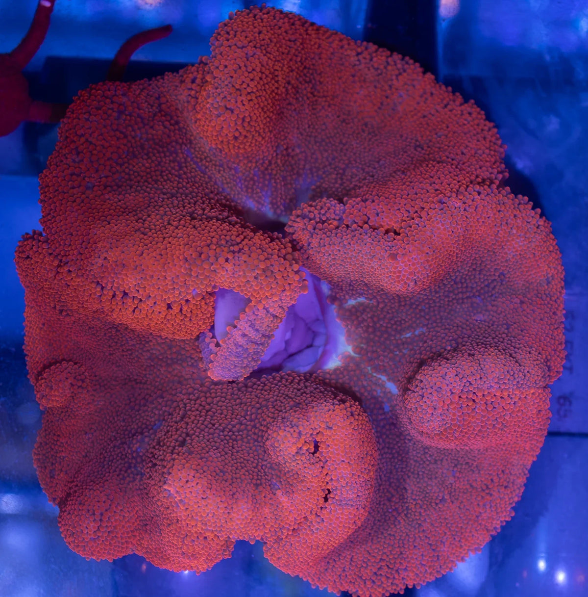 Ultra Red Carpet Anemone (WYSIWYG) — Ocean Reefs Marine Aquariums