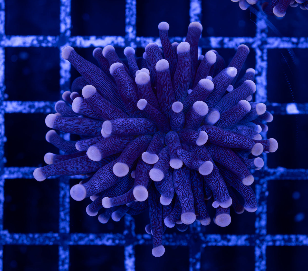 QLD Joker Torch — Ocean Reefs Marine Aquariums