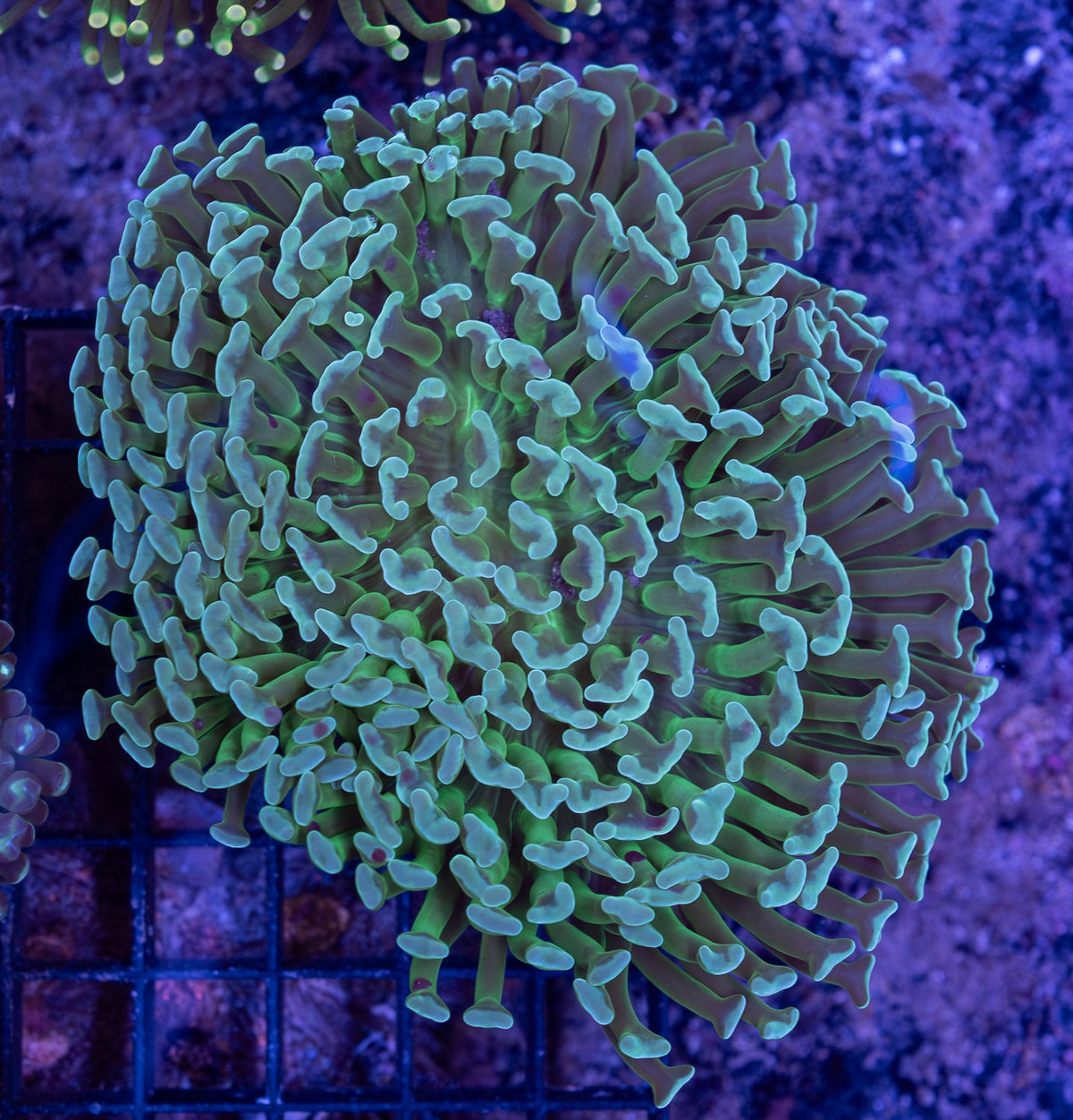 Neon Green Hammer — Ocean Reefs Marine Aquariums