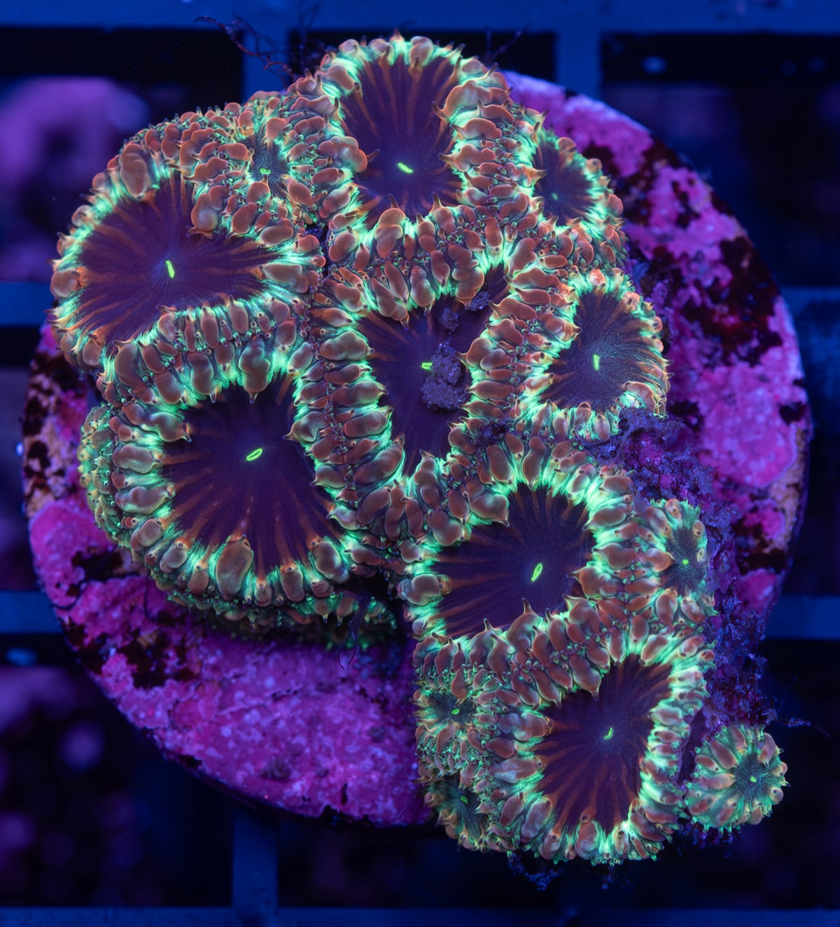 Clockworks Blasto Welsi — Ocean Reefs Marine Aquariums