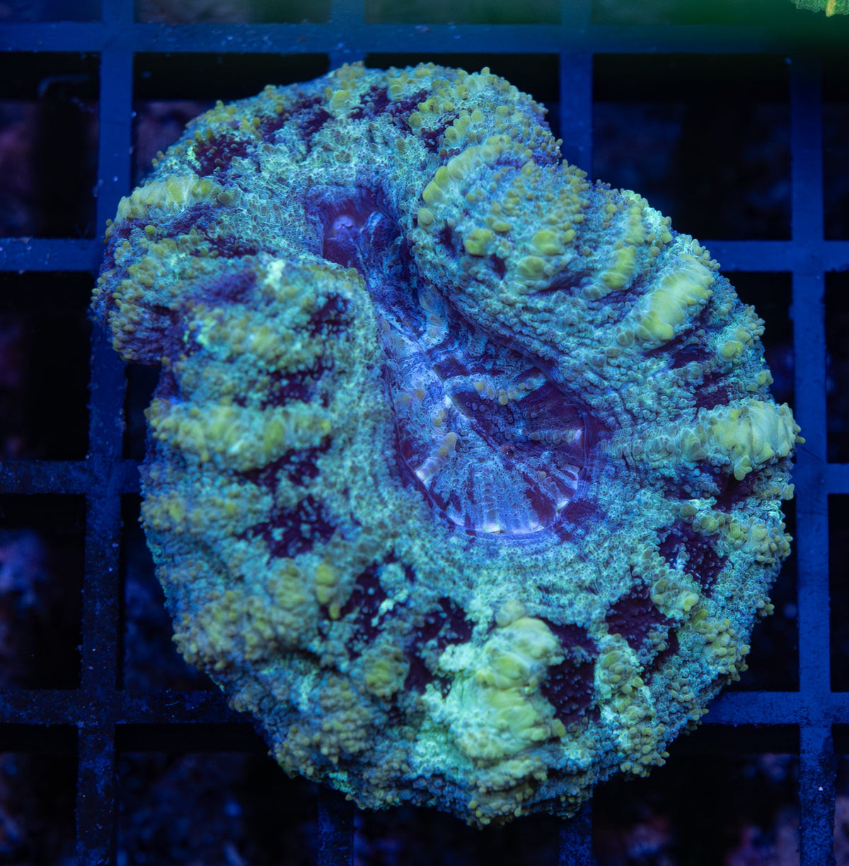 Button Scoly — Ocean Reefs Marine Aquariums