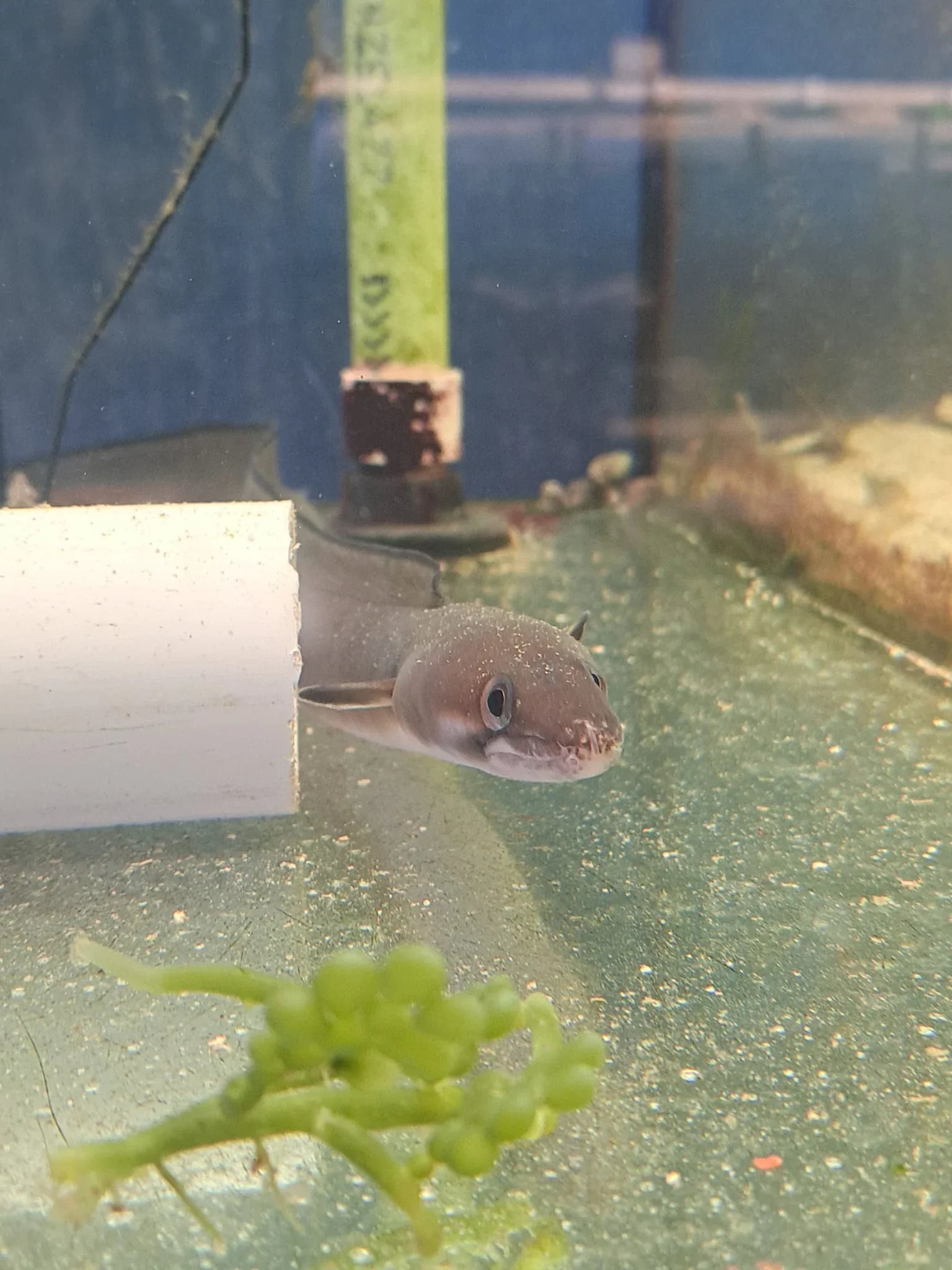 Eels — Ocean Reefs Marine Aquariums