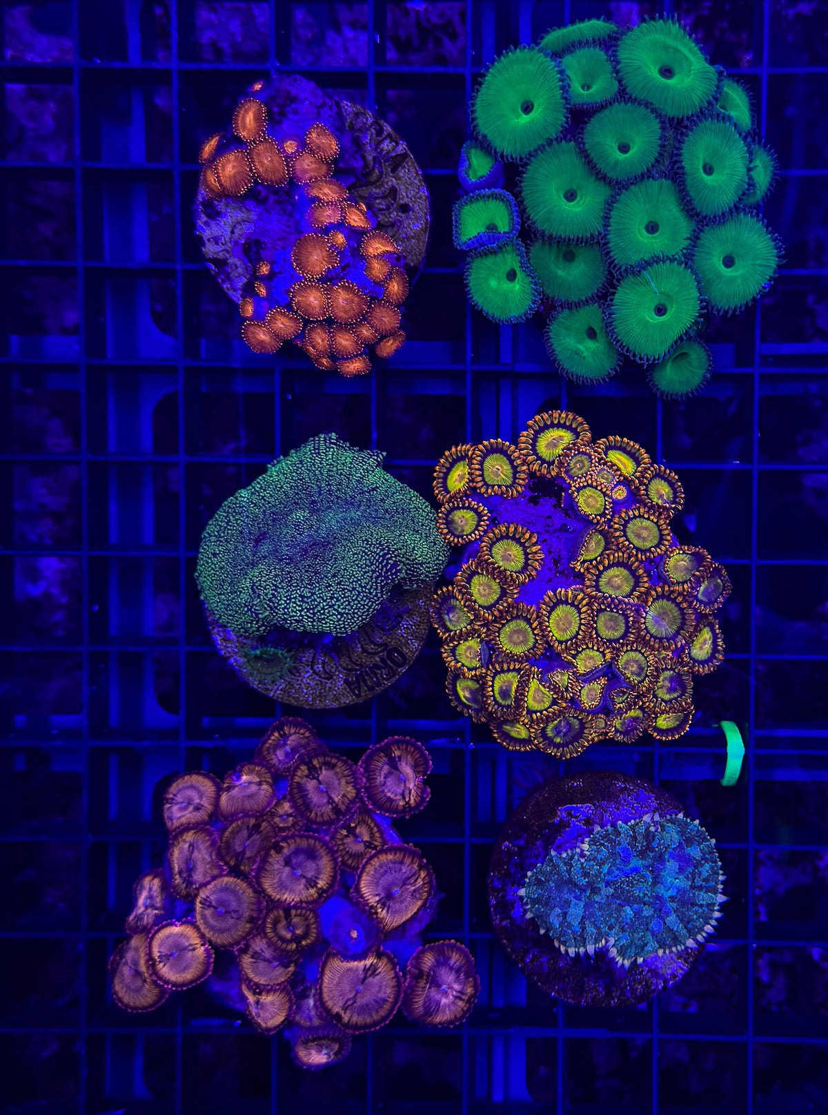 Zoa x Morph Pack 2 — Ocean Reefs Marine Aquariums