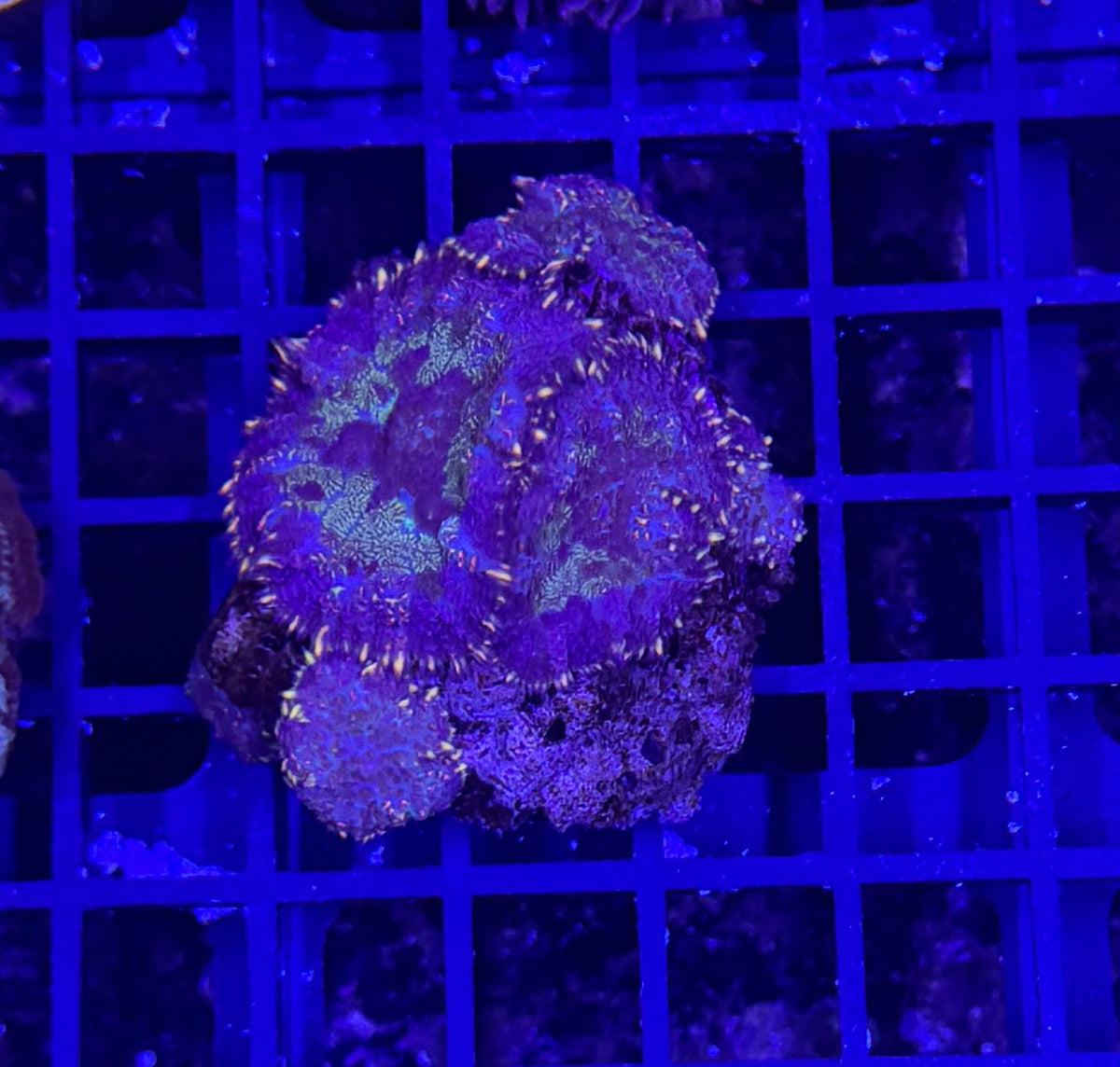 Ultra Multicoloured Rhodactis Rock — Ocean Reefs Marine Aquariums