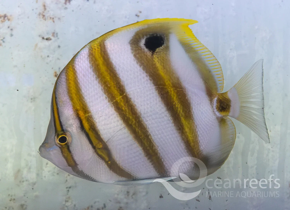 Ocellate Butterfly — Ocean Reefs Marine Aquariums