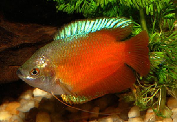 Flame Dwarf Gourami Male — Ocean Reefs Marine Aquariums