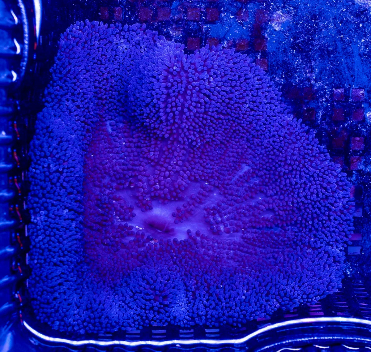 Blue Carpet Anemone (Rare) — Ocean Reefs Marine Aquariums
