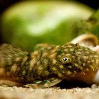 Gold Marble Bristlenose Catfish — Ocean Reefs Marine Aquariums