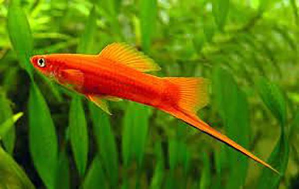 Assorted Swordtail — Ocean Reefs Marine Aquariums