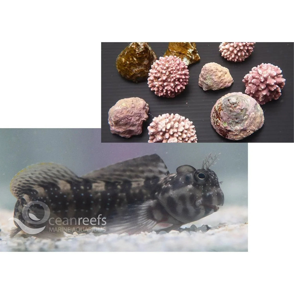 Algae Grazer Pack | Ocean Reefs Marine Aquariums