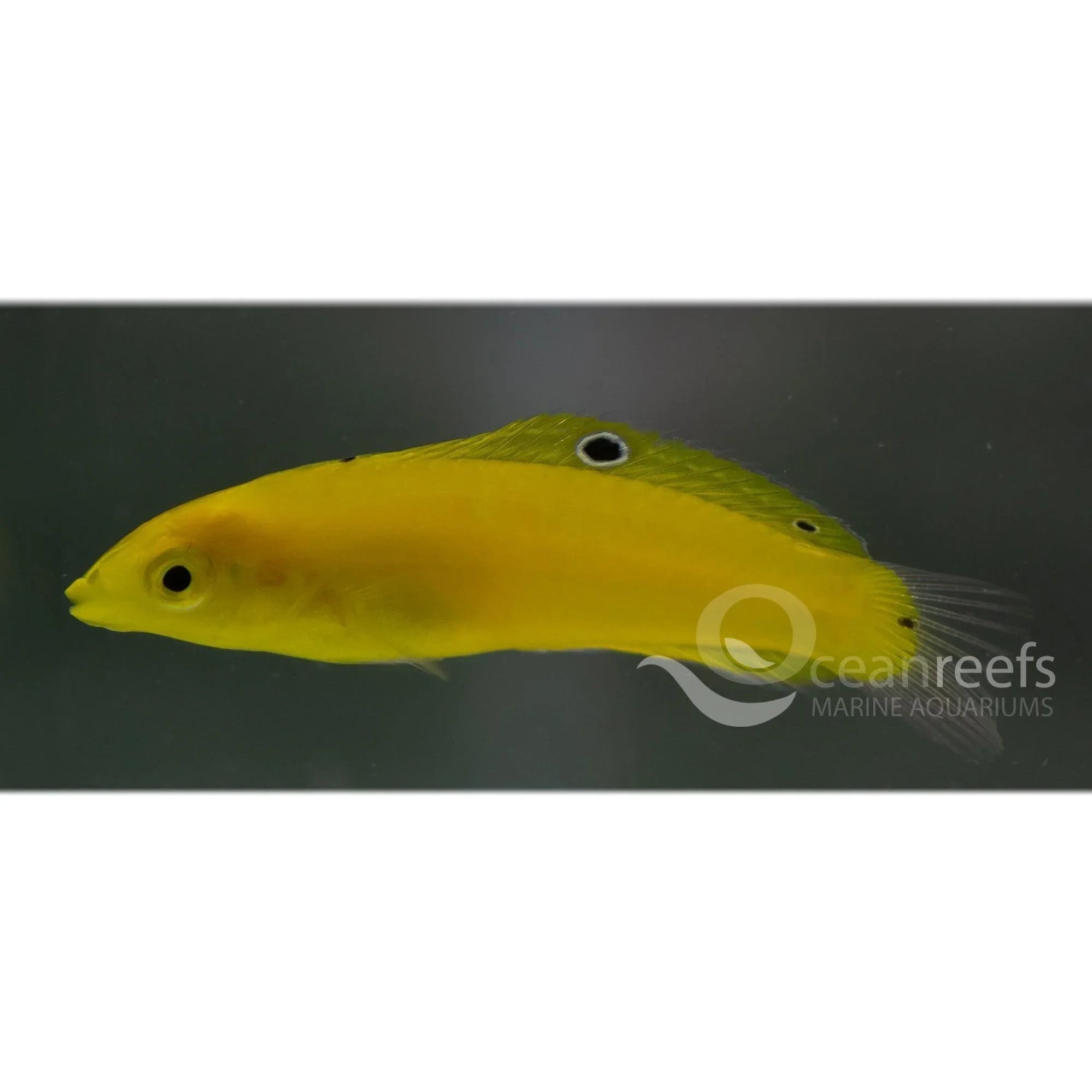 Marine Fish for Sale in Australia | Ocean Reefs Marine Aquariums