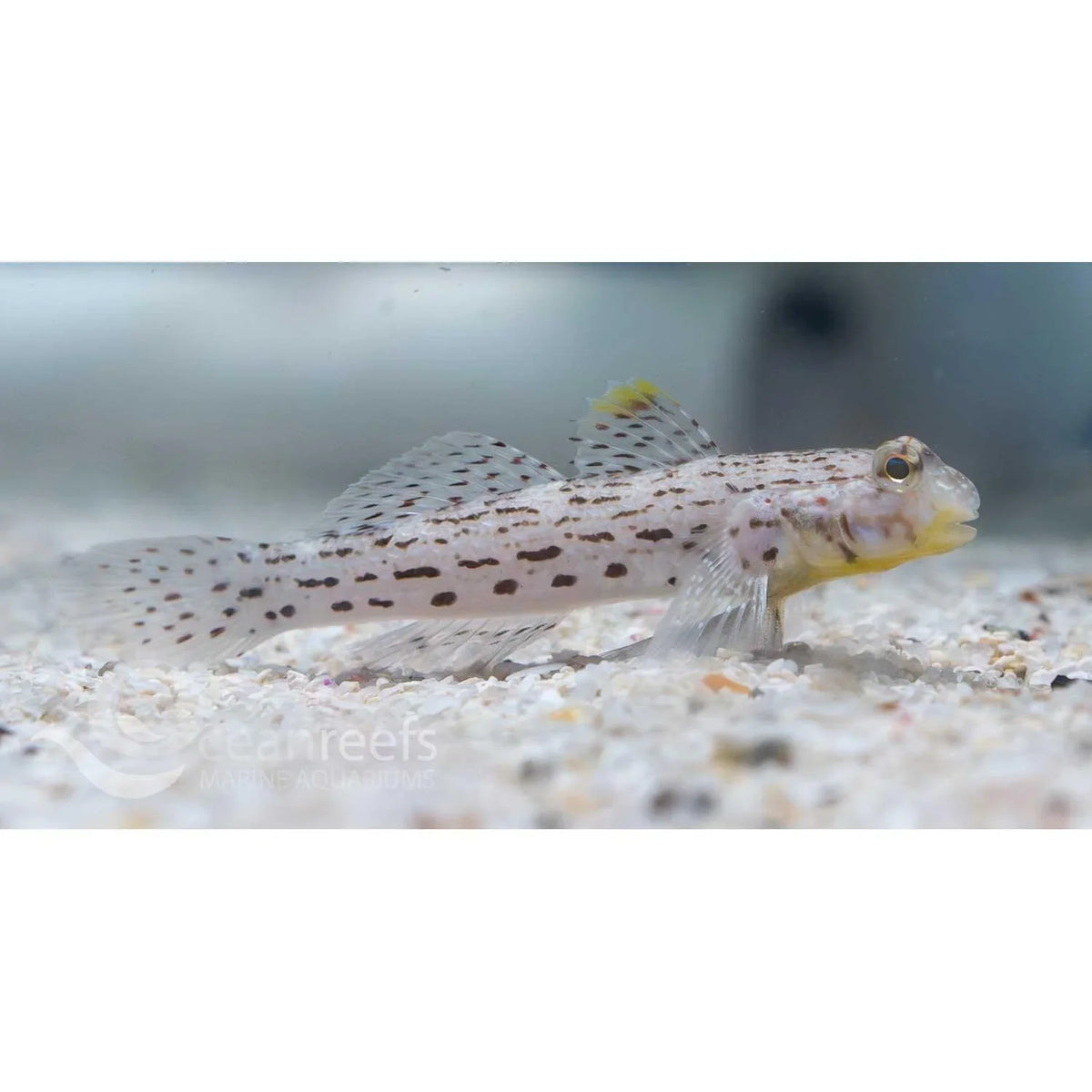 Blackspotted Sand Goby — Ocean Reefs Marine Aquariums