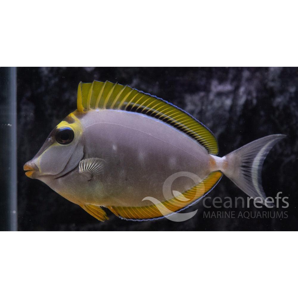 Blonde Lipstick Tang — Ocean Reefs Marine Aquariums