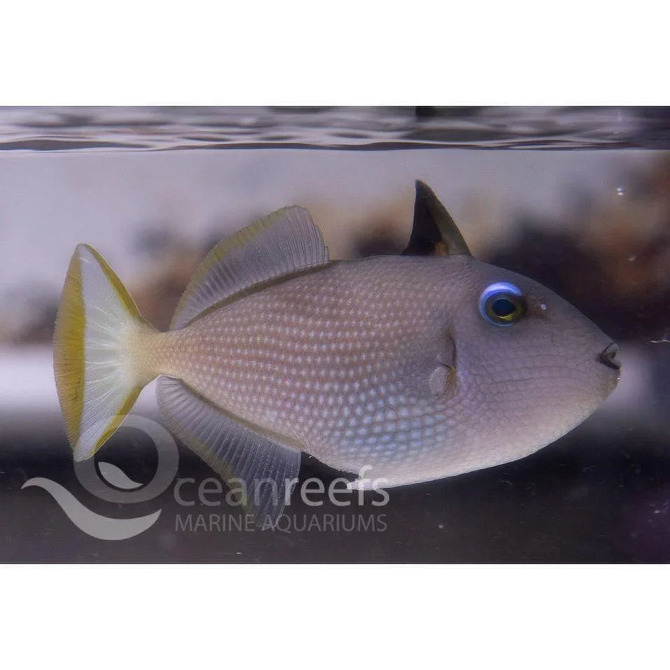 Marine Fish for Sale in Australia | Ocean Reefs Marine Aquariums