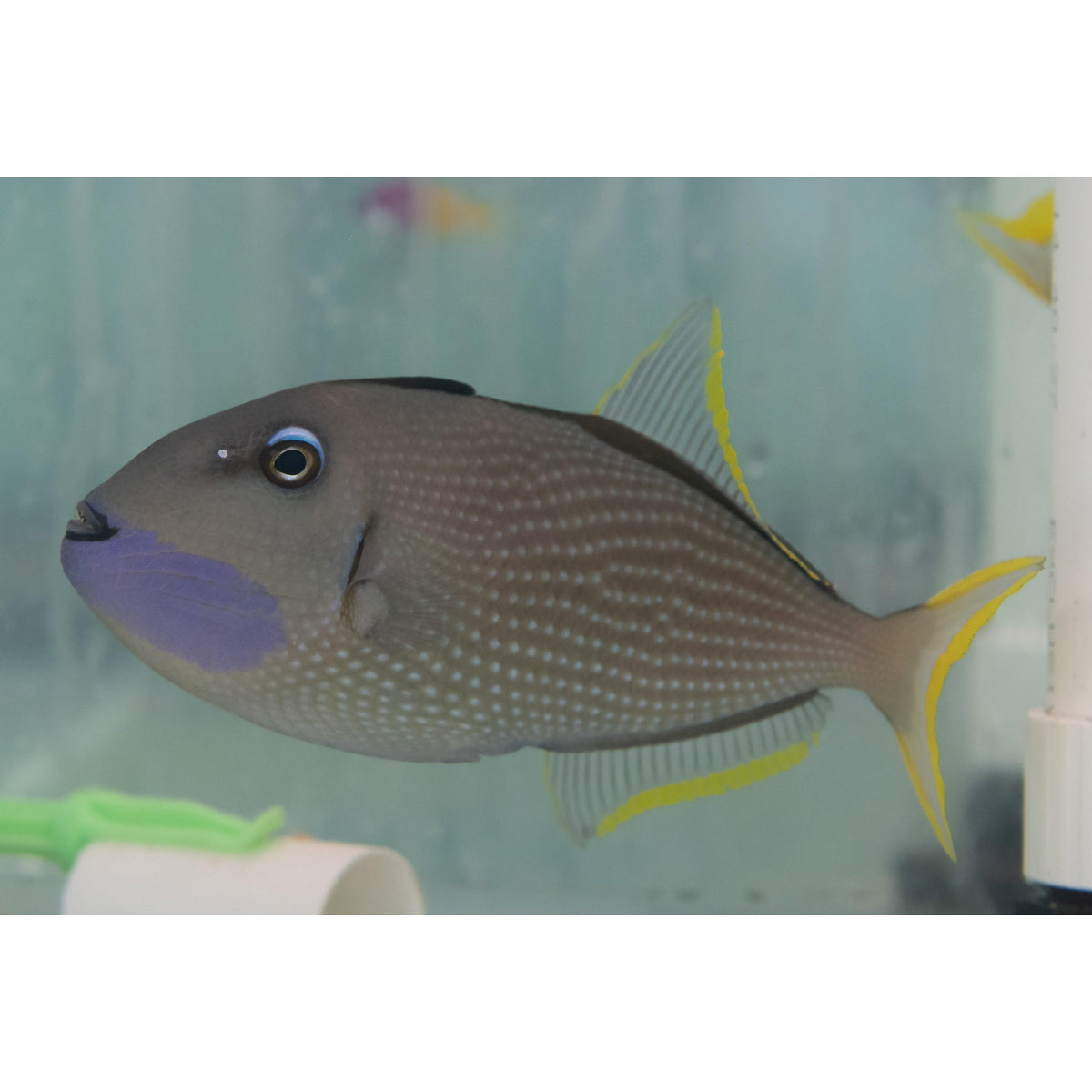 Blue jaw trigger Male — Ocean Reefs Marine Aquariums