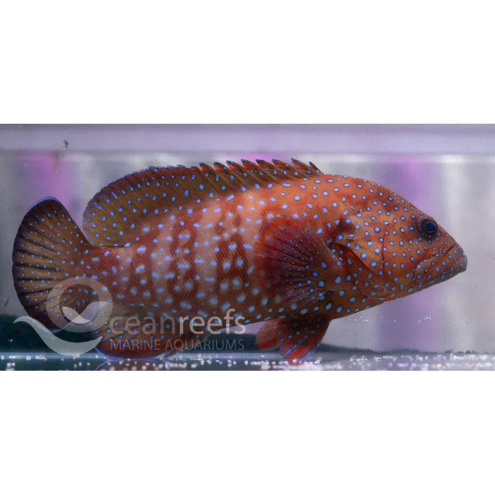 Blue Spotted Rockcod — Ocean Reefs Marine Aquariums