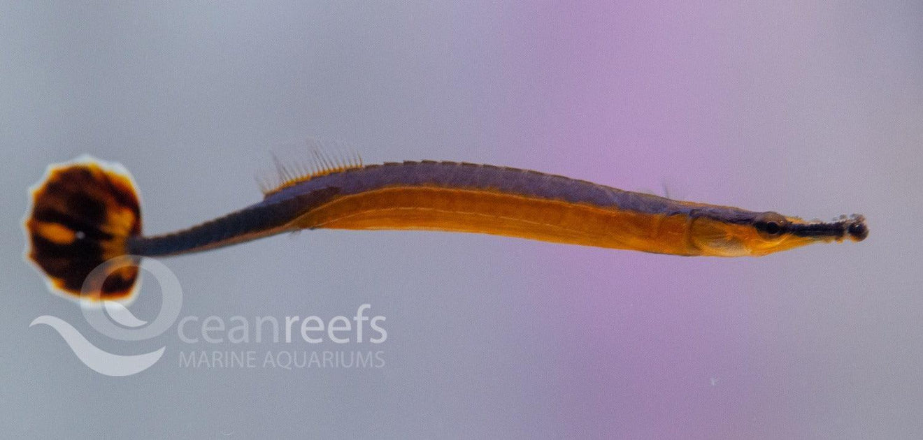 Blue Stripe Pipefish — Ocean Reefs Marine Aquariums