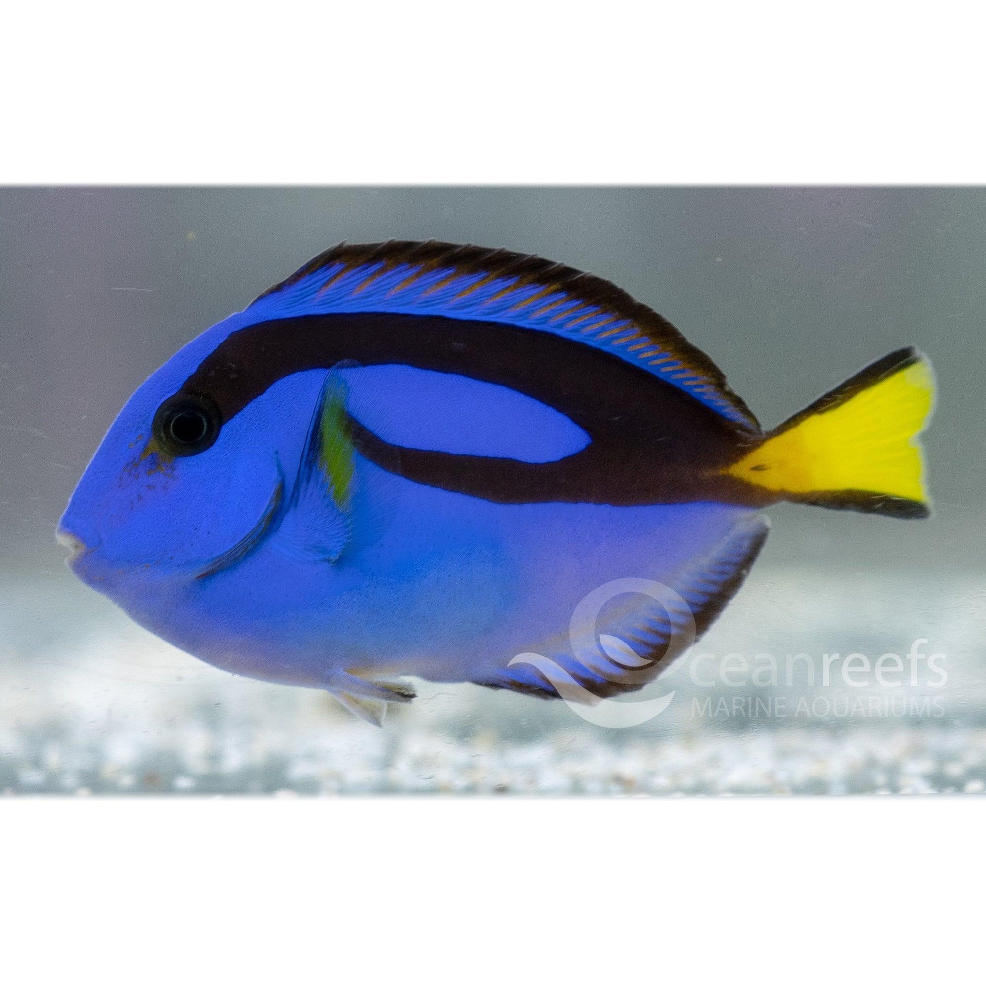 Blue Tang — Ocean Reefs Marine Aquariums