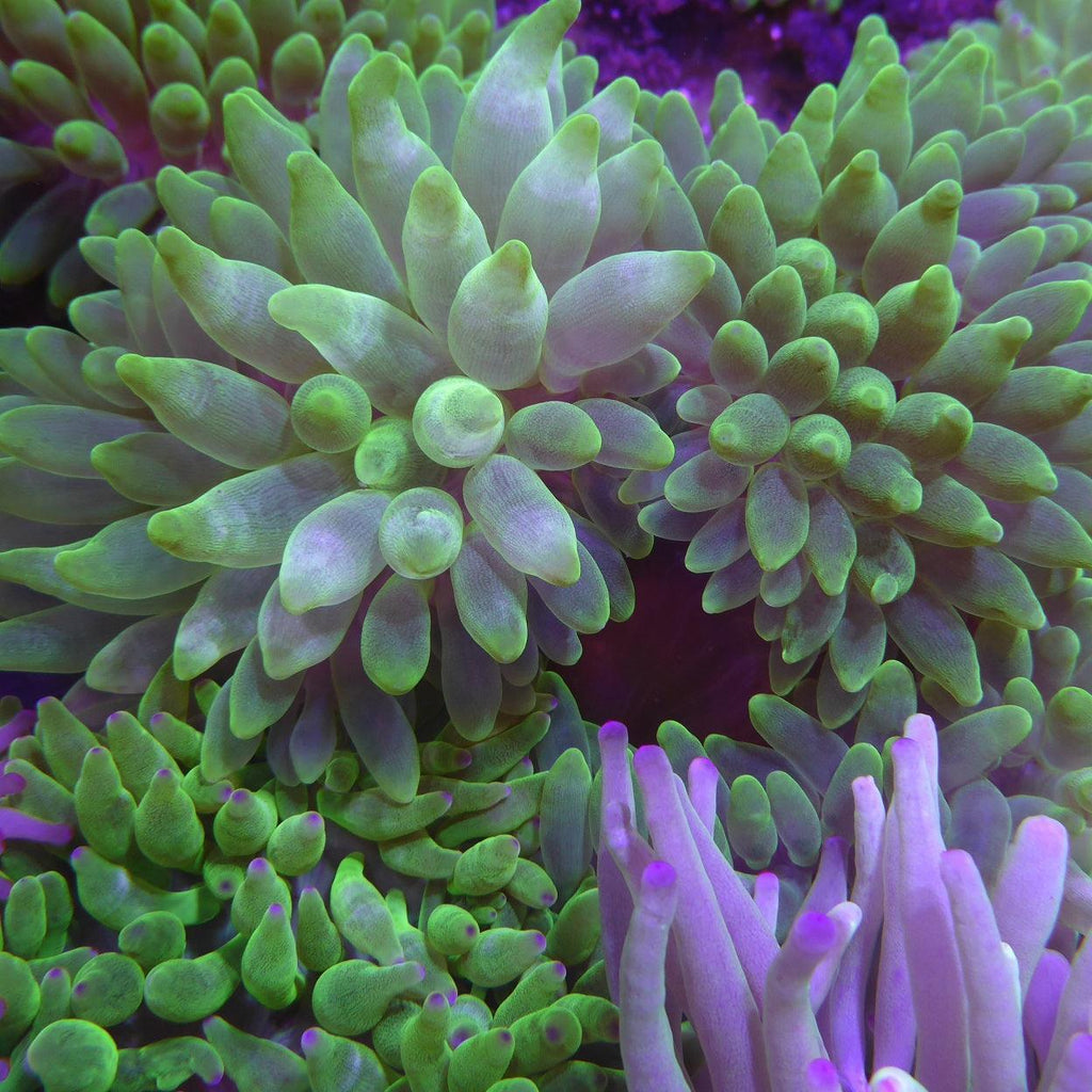 Saltwater Invertebrates for Sale | Ocean Reefs Marine Aquariums