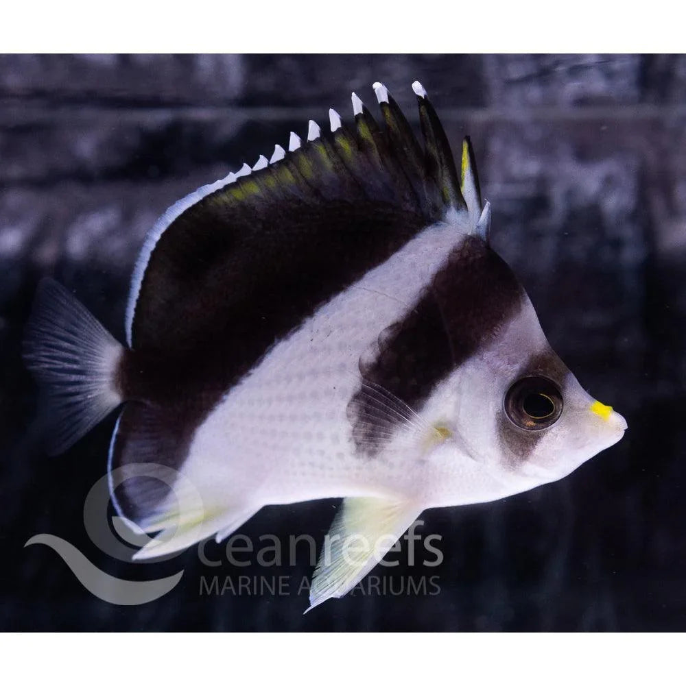 Burgessi Butterfly — Ocean Reefs Marine Aquariums