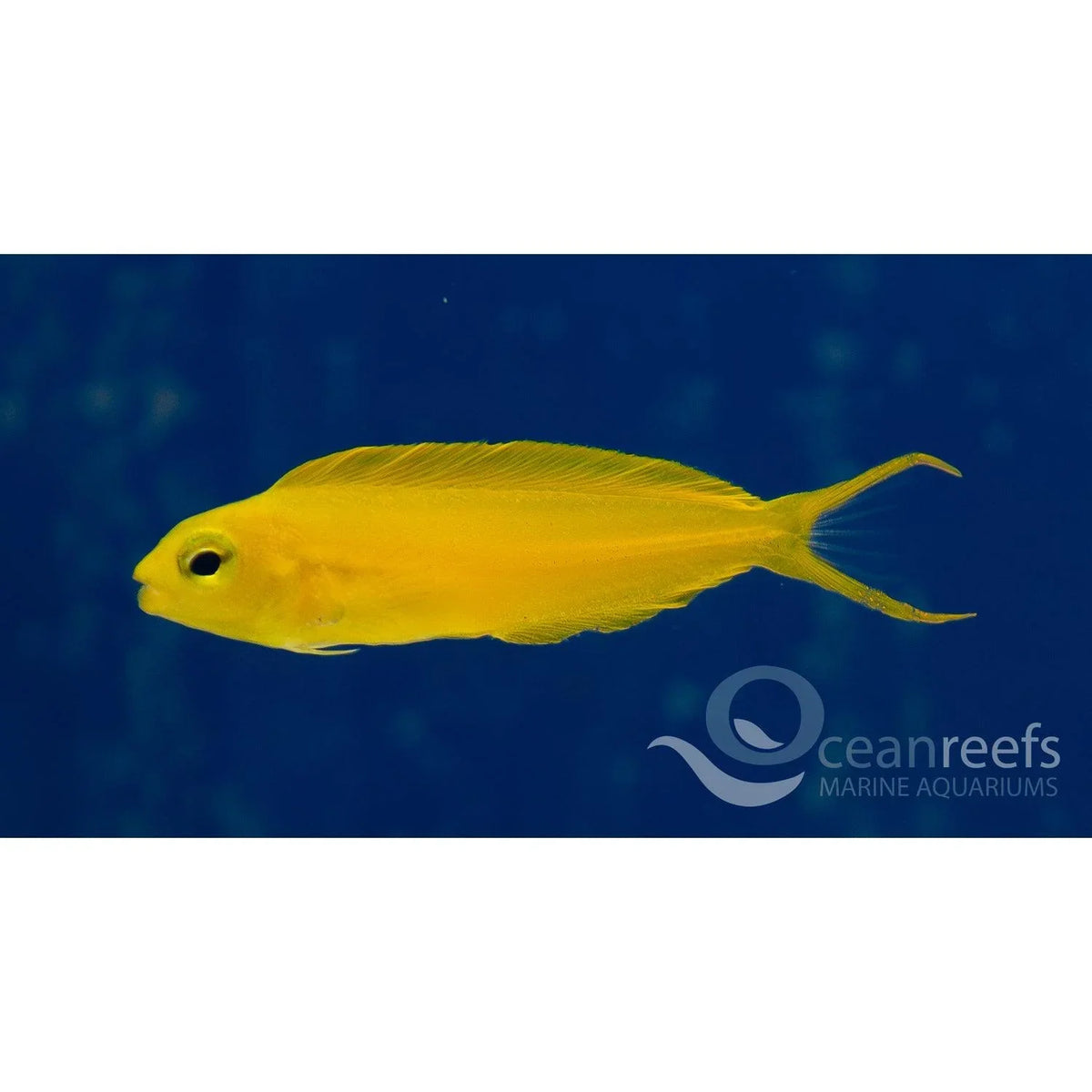 Canary Blenny — Ocean Reefs Marine Aquariums