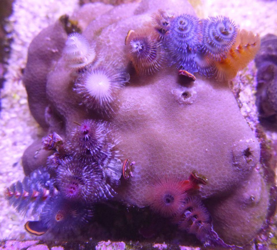 Christmas tree Worm Rocks — Ocean Reefs Marine Aquariums