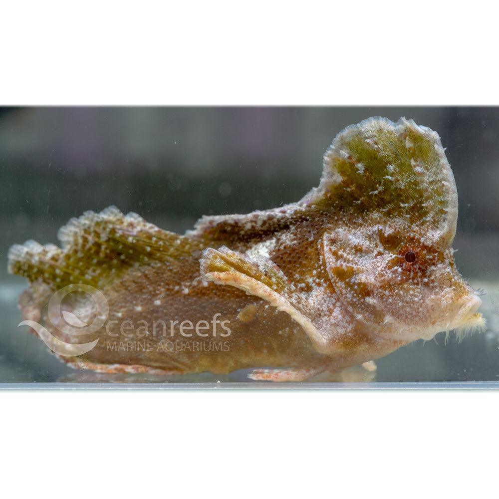 Cockatoo Waspfish — Ocean Reefs Marine Aquariums
