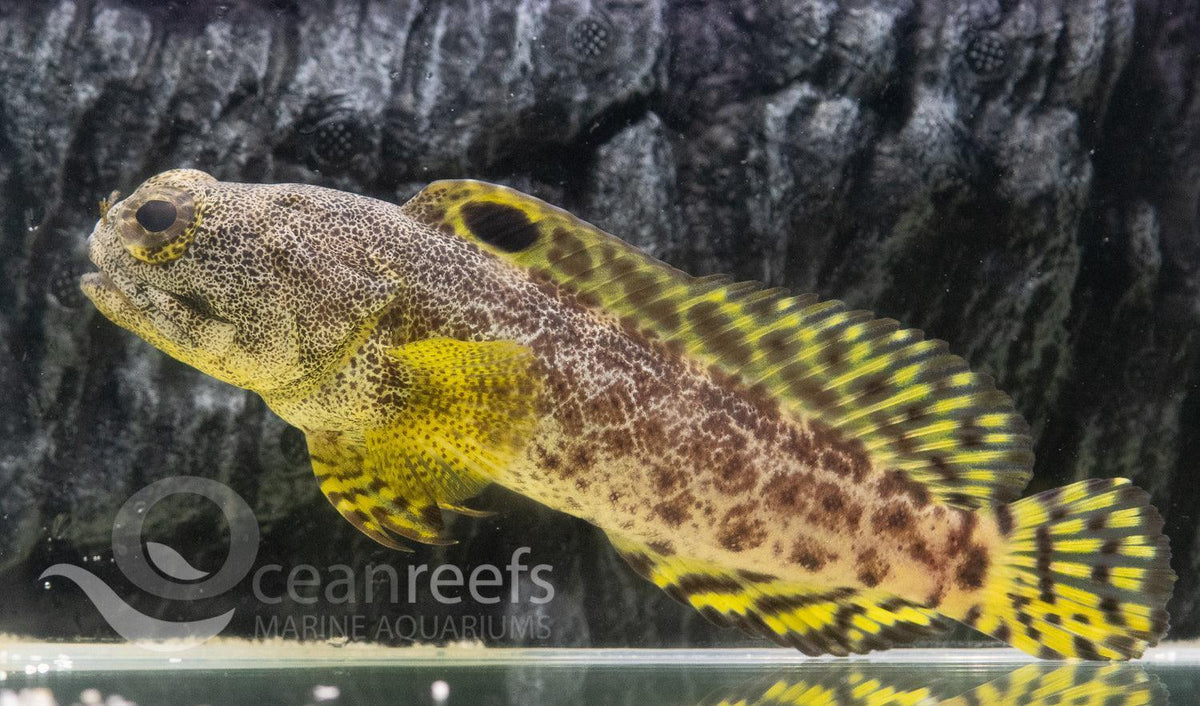 Darwin Jawfish | Ocean Reefs Marine Aquariums
