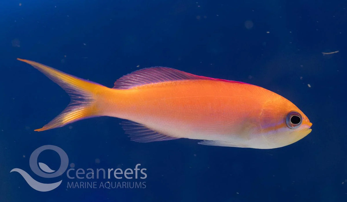 Dispar Anthia — Ocean Reefs Marine Aquariums