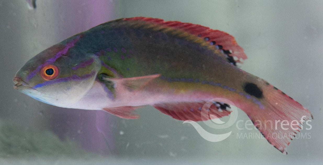 Exquisite wrasse — Ocean Reefs Marine Aquariums