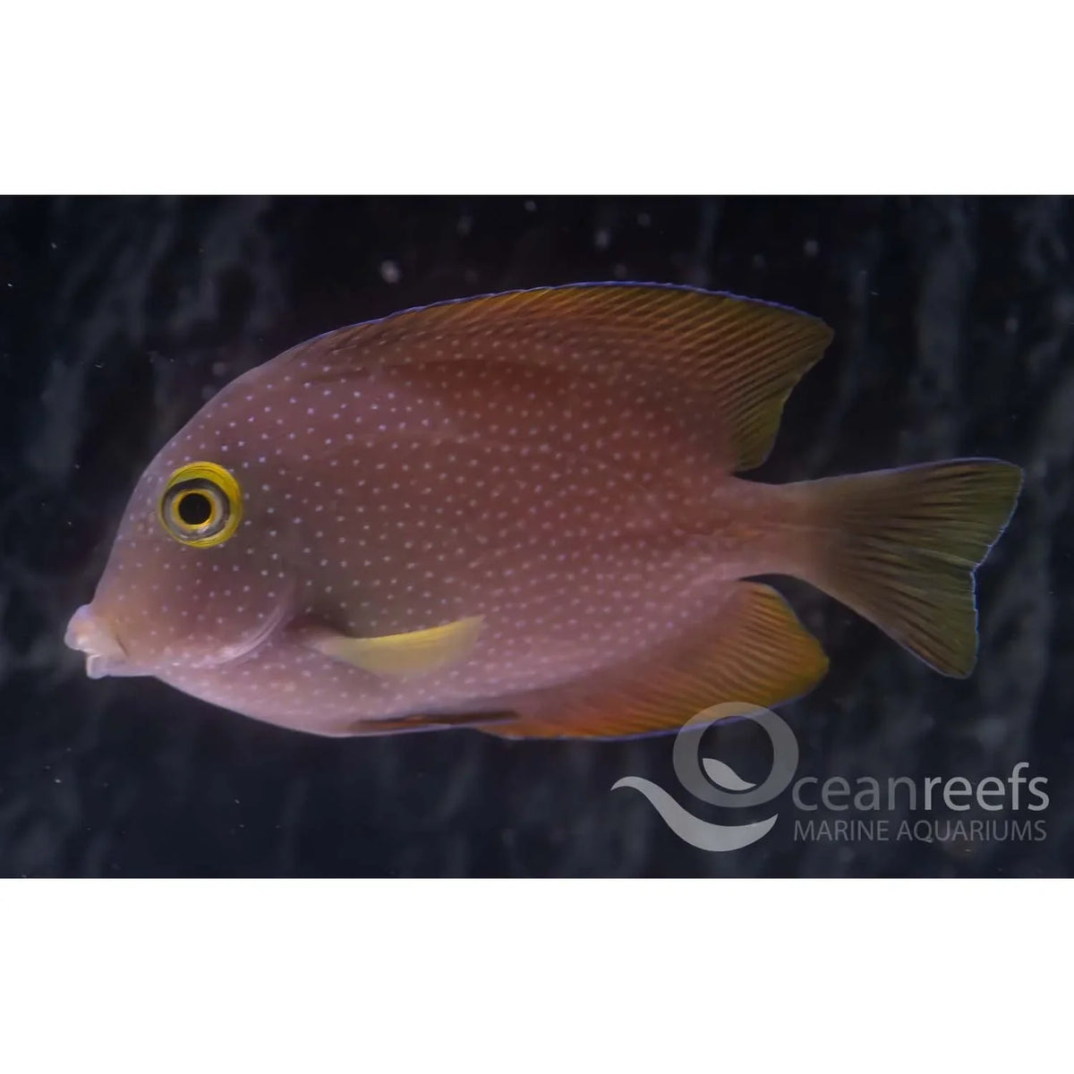 False Yellow Eye Kole Tang — Ocean Reefs Marine Aquariums