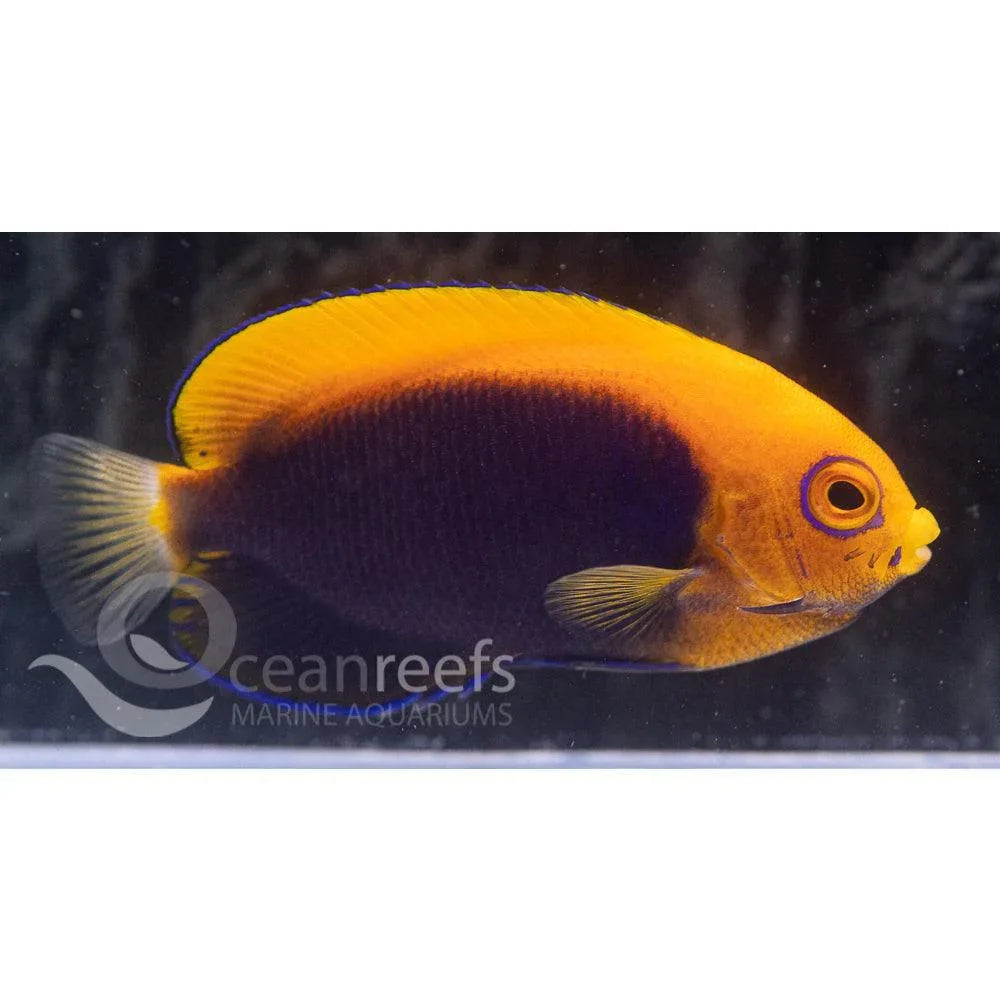 Flameback Angelfish — Ocean Reefs Marine Aquariums