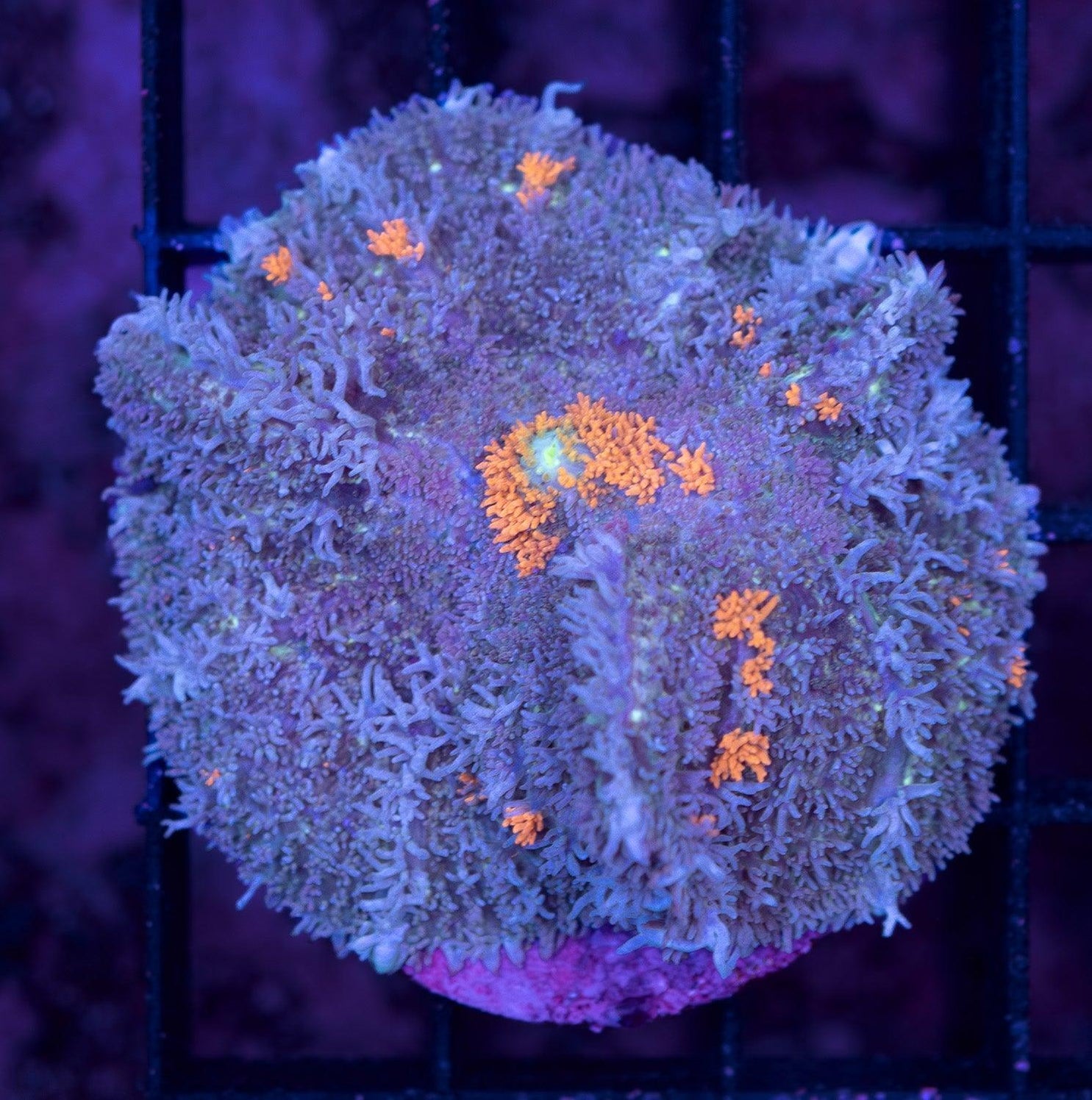 Morphs — Ocean Reefs Marine Aquariums