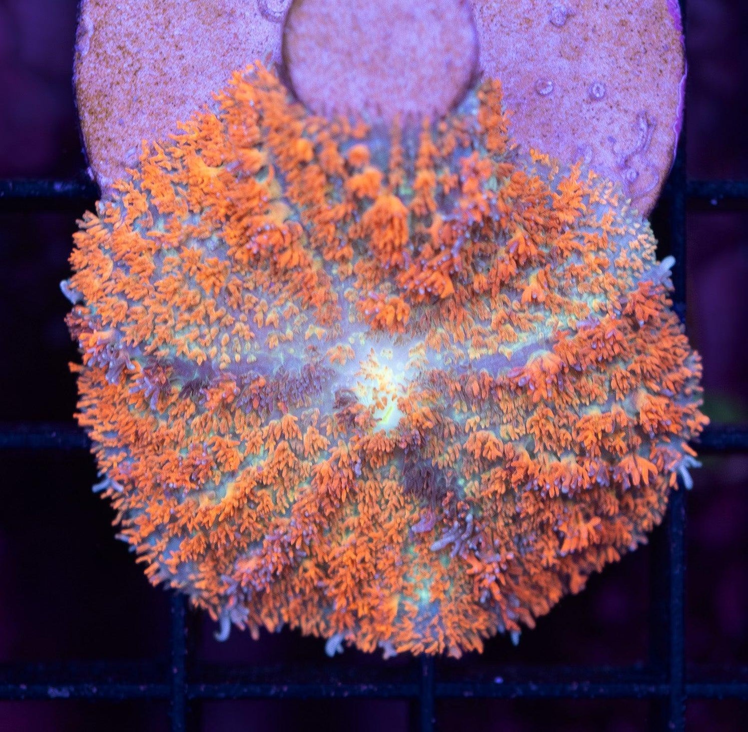 Morphs — Ocean Reefs Marine Aquariums