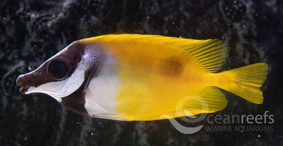 Foxface Rabbitfish — Ocean Reefs Marine Aquariums