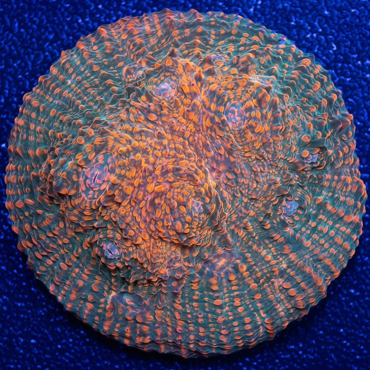 Forest Fire Chalice — Ocean Reefs Marine Aquariums