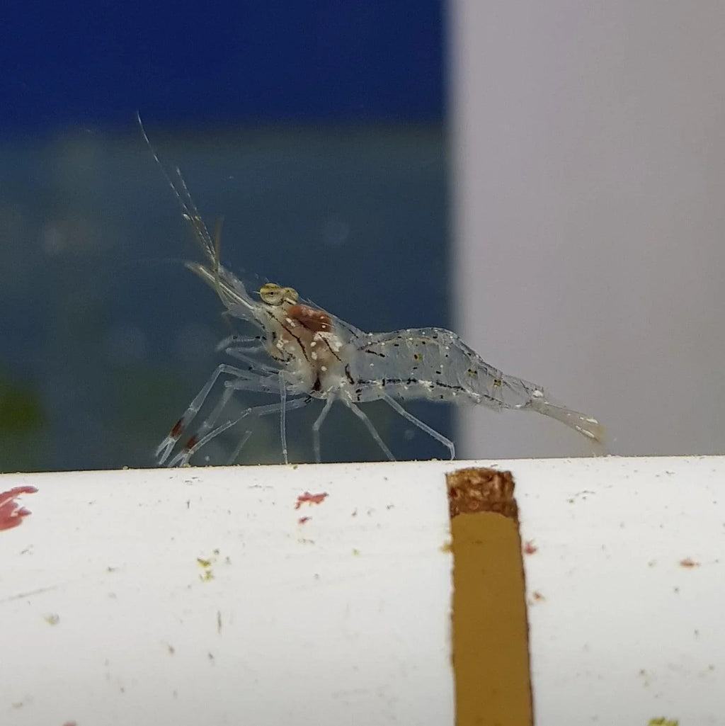 Shrimp — Ocean Reefs Marine Aquariums