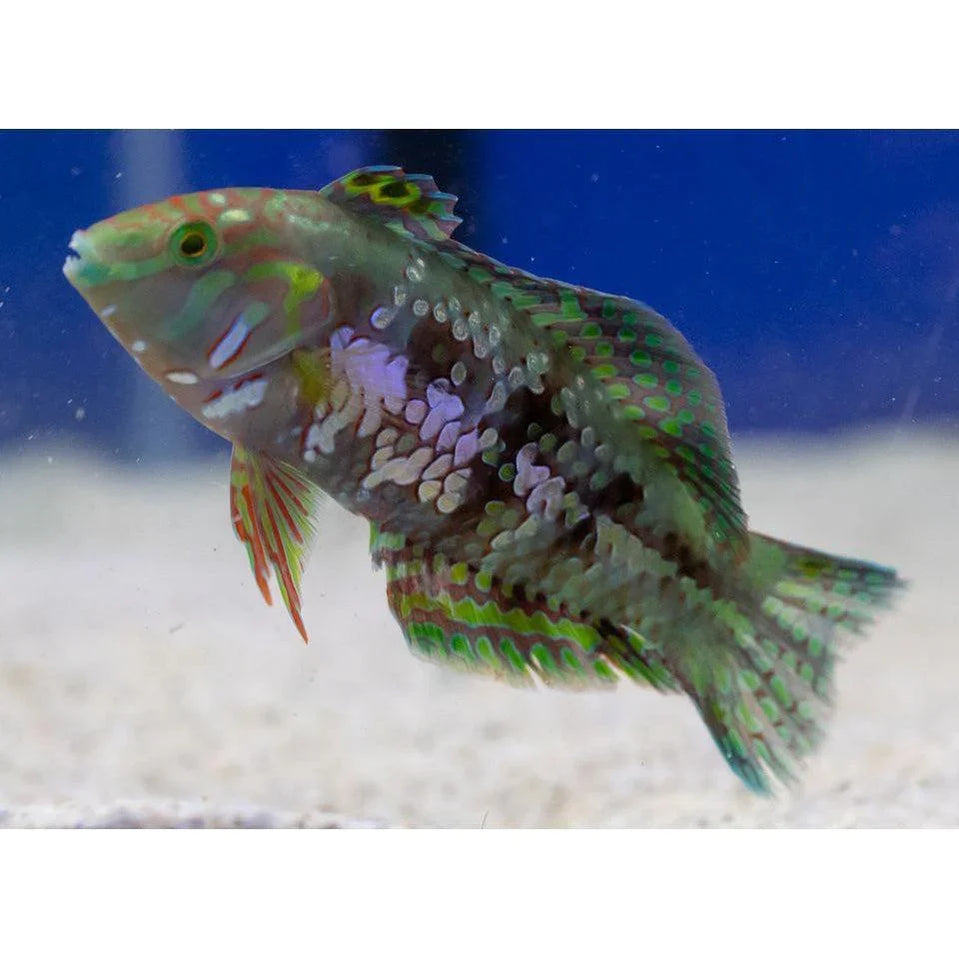 Gold Nugget Wrasse — Ocean Reefs Marine Aquariums
